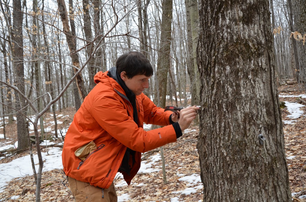 Tapping the Sugar Maple Trees – MorningSun