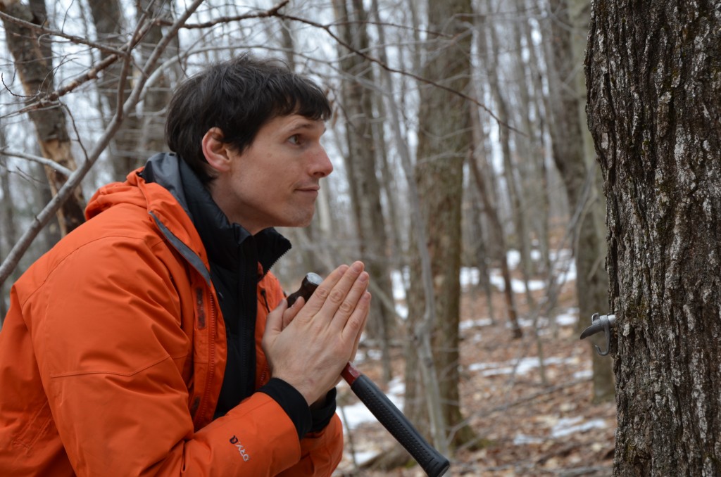 Tapping the Sugar Maple Trees – MorningSun