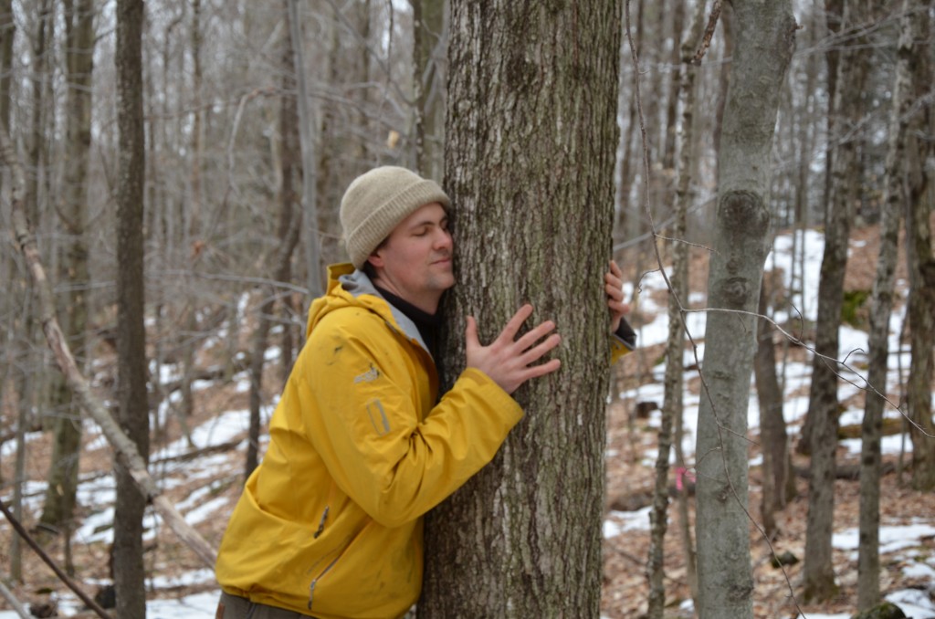 Tapping the Sugar Maple Trees – MorningSun